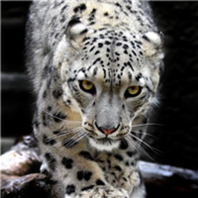 SUPIR - XPixel Group